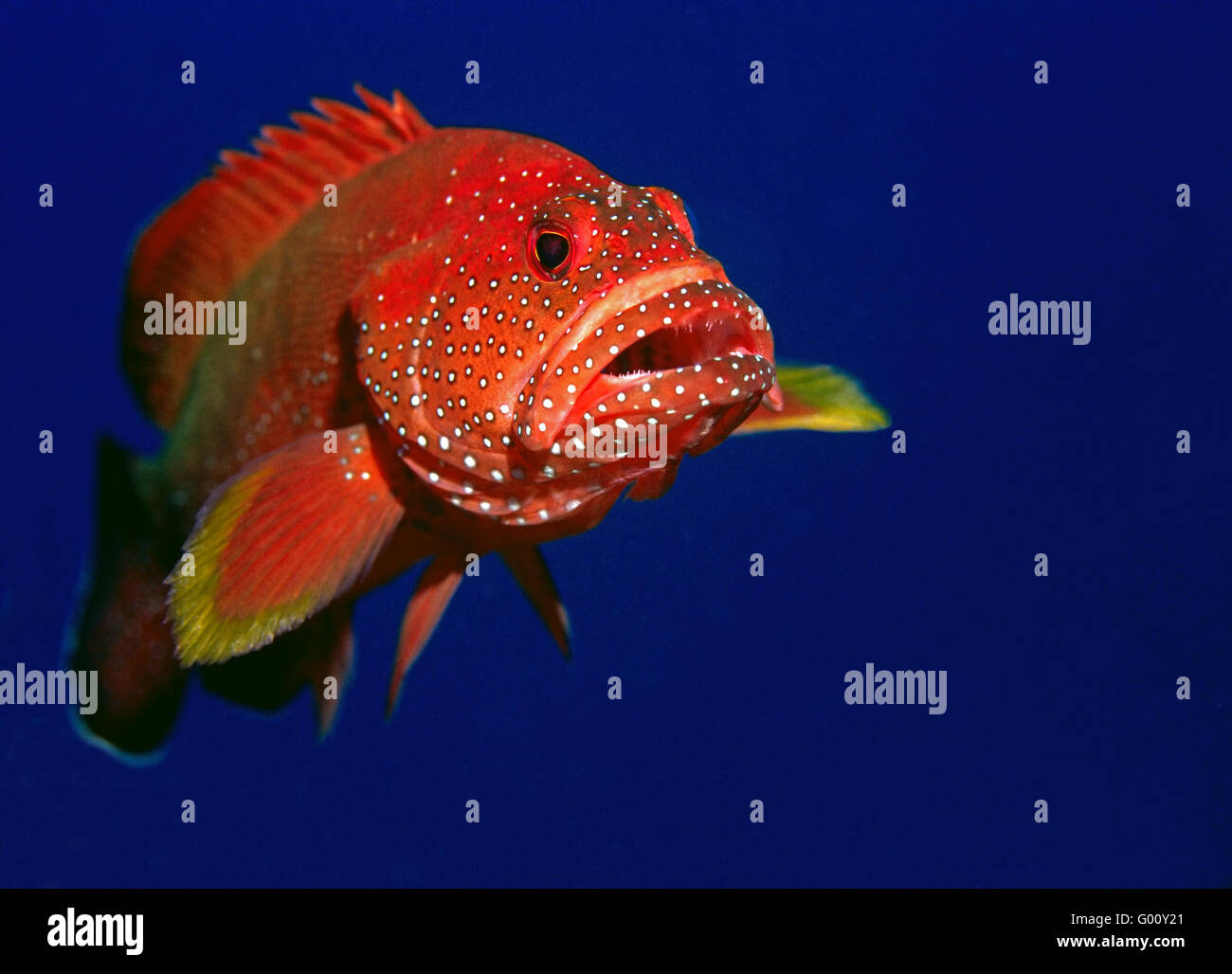 Saudi arabia underwater red sea hi-res stock photography and images - Alamy
