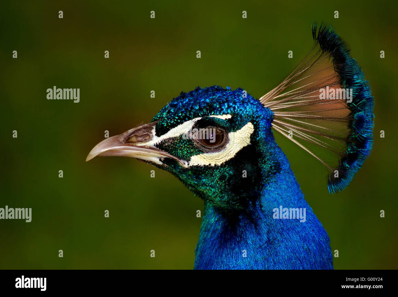 Peafowls hi-res stock photography and images - Alamy