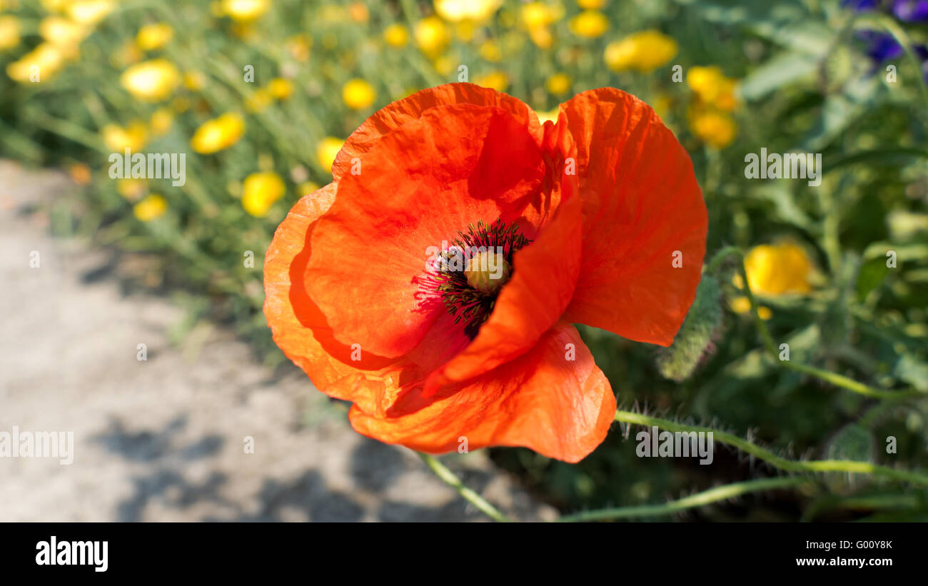 Red poppy, Papaver, blooming, background with summer flowers Stock ...