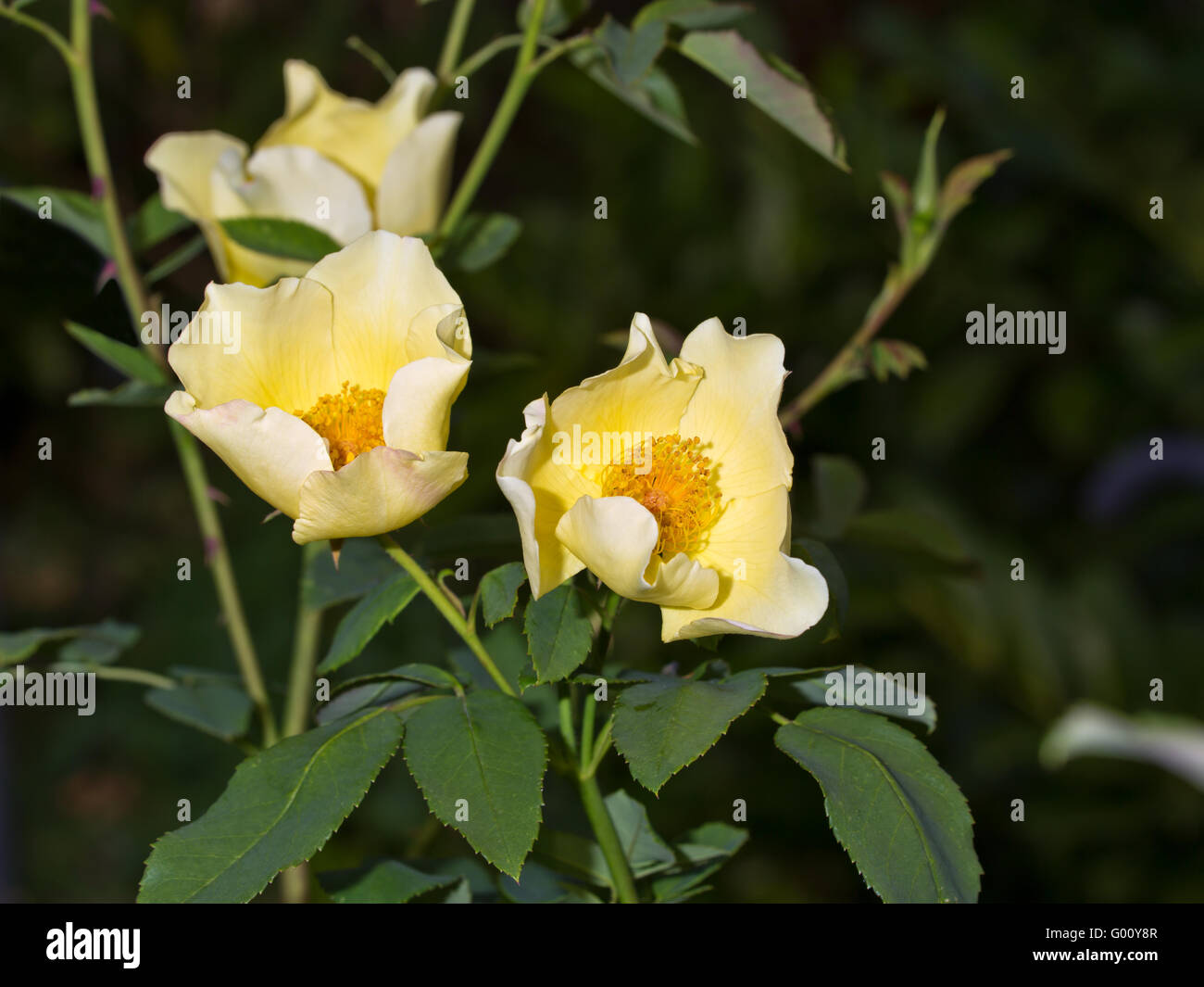 Staff yellow hi-res stock photography and images - Alamy