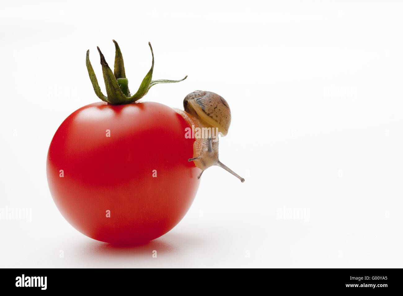 snail with tomato Stock Photo - Alamy