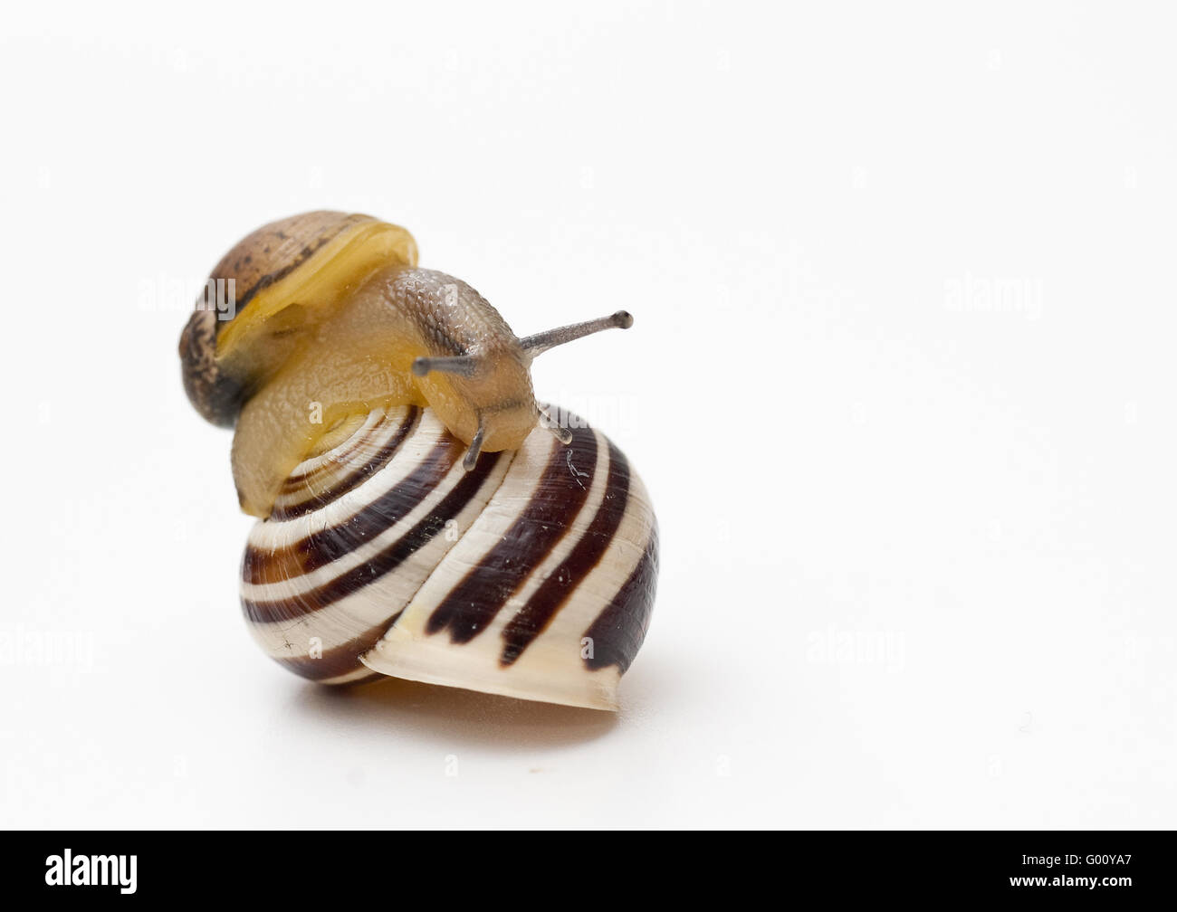 snail with shell Stock Photo - Alamy