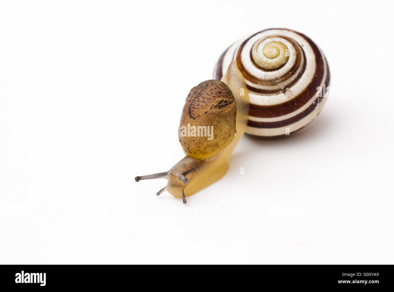 snail with shell Stock Photo - Alamy