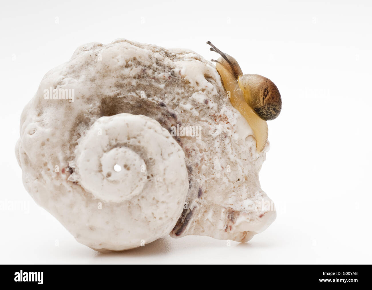 Snail with shell Stock Photo - Alamy
