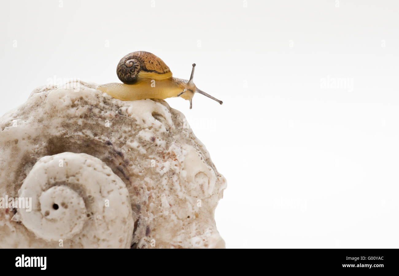 Snail with shell Stock Photo - Alamy