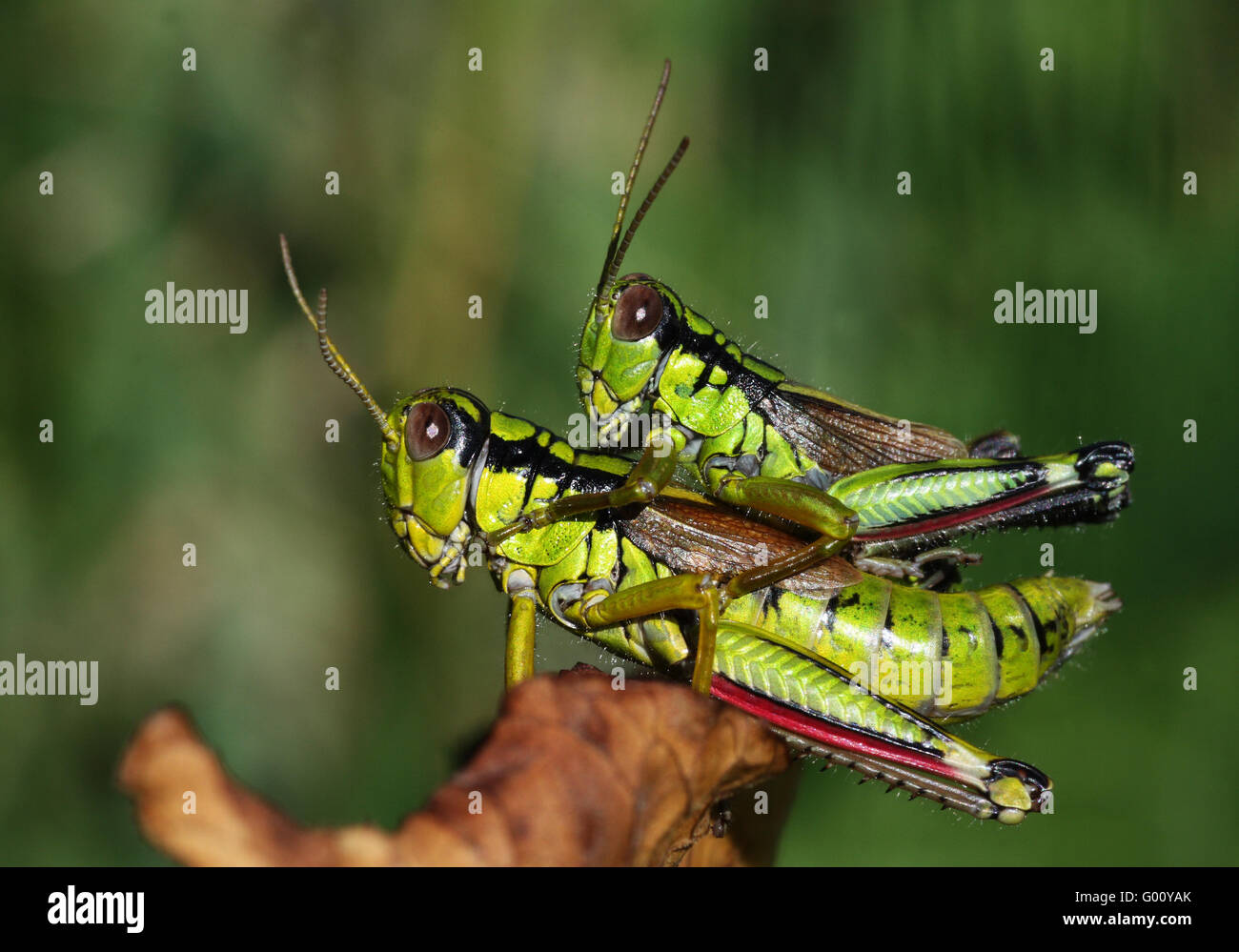 Alpine gebirgsschrecke hi-res stock photography and images - Alamy