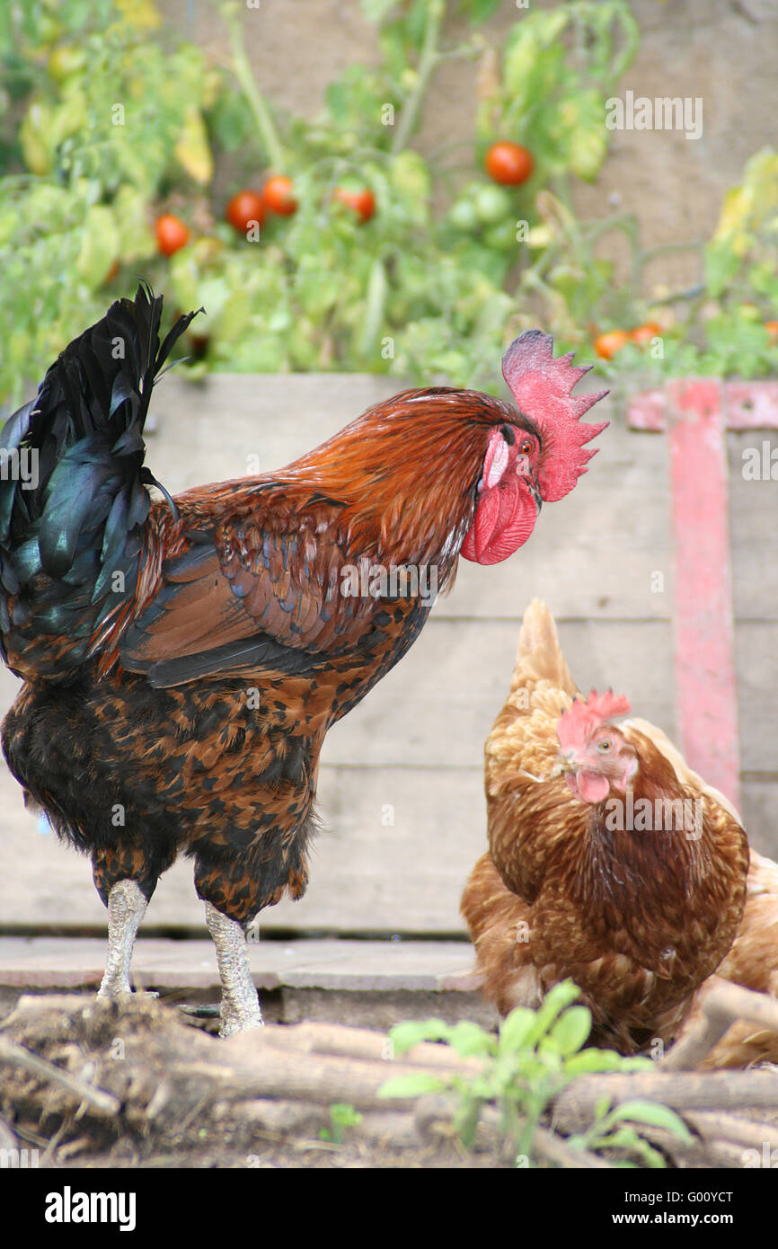 Haushuhn Hahn High Resolution Stock Photography and Images - Alamy
