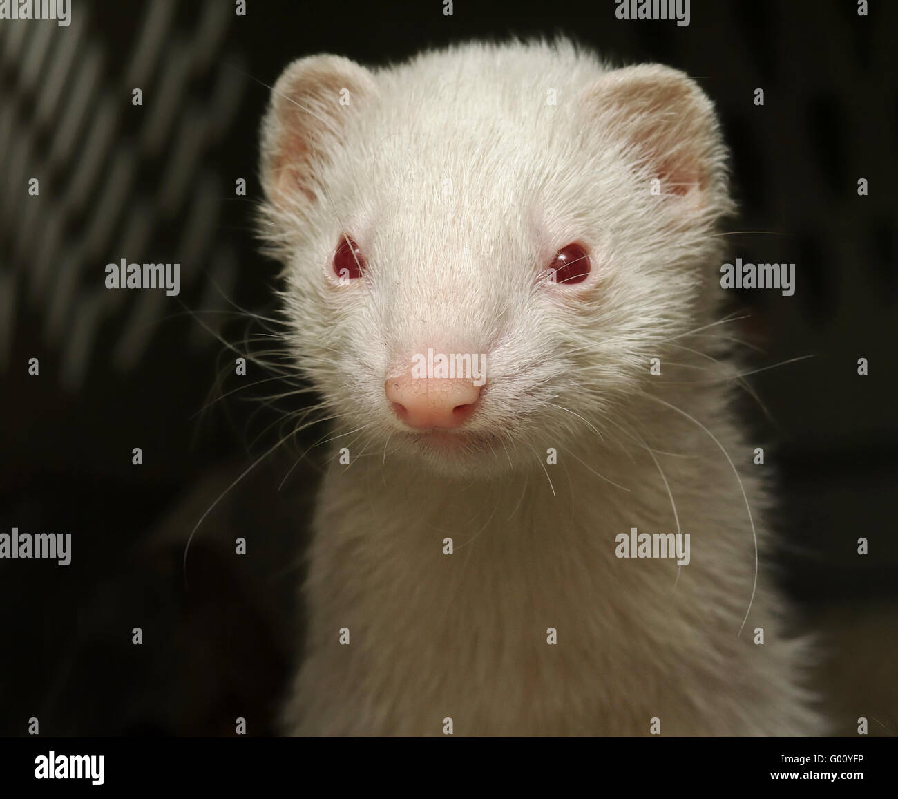 Ferret cage hi-res stock photography and images - Alamy