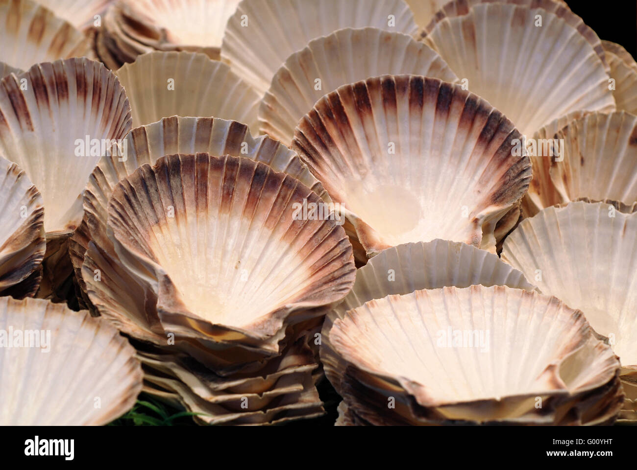 Muscheln schalentiere hi-res stock photography and images - Alamy
