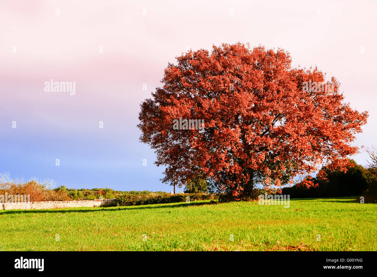 Oak tree in green park hi-res stock photography and images - Alamy