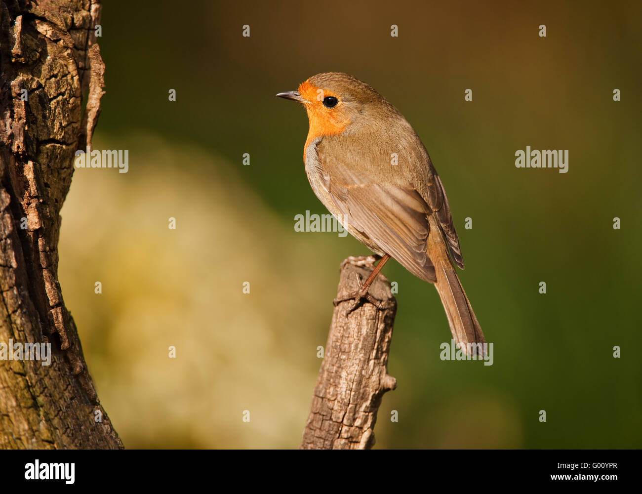 Robin sitting on a broken branch of an apple tree in an English country ...