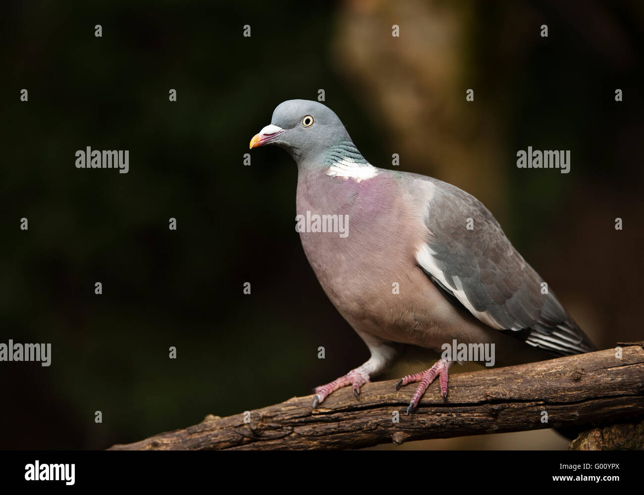 Wood pigeon sitting on a branch in an English country garden Stock ...