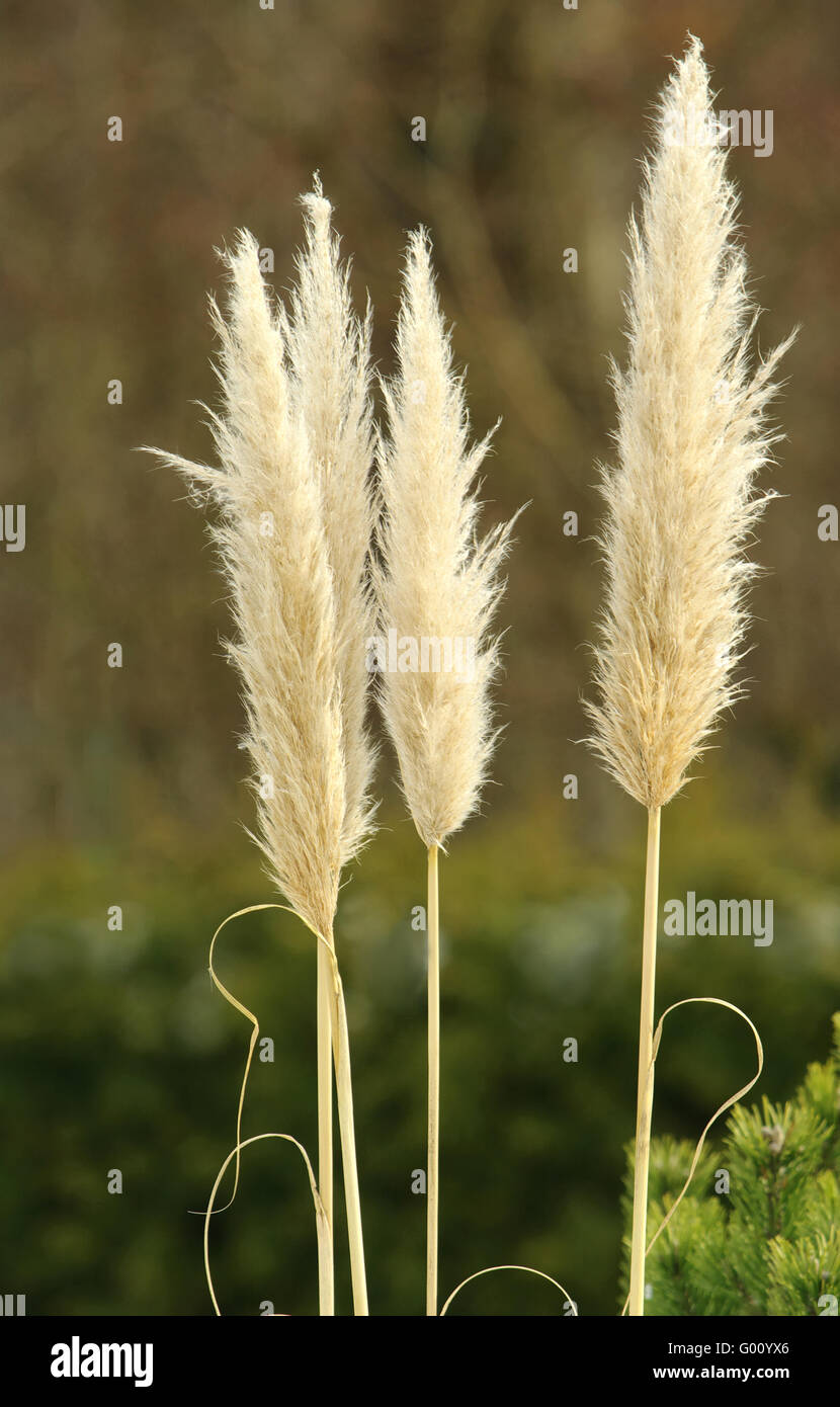 Invasive grasarten hi-res stock photography and images - Alamy