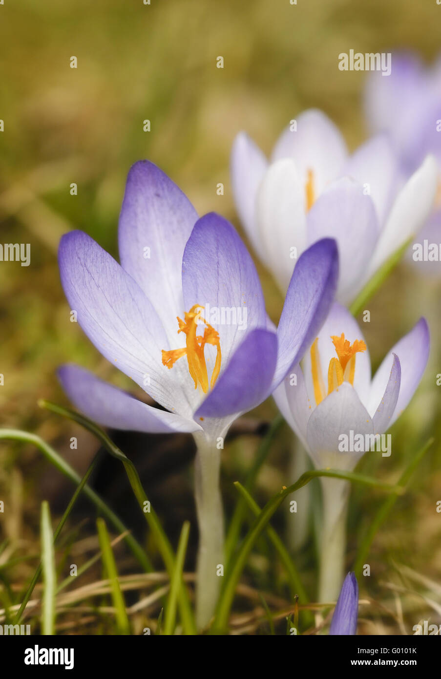 Crocus garden hi-res stock photography and images - Alamy