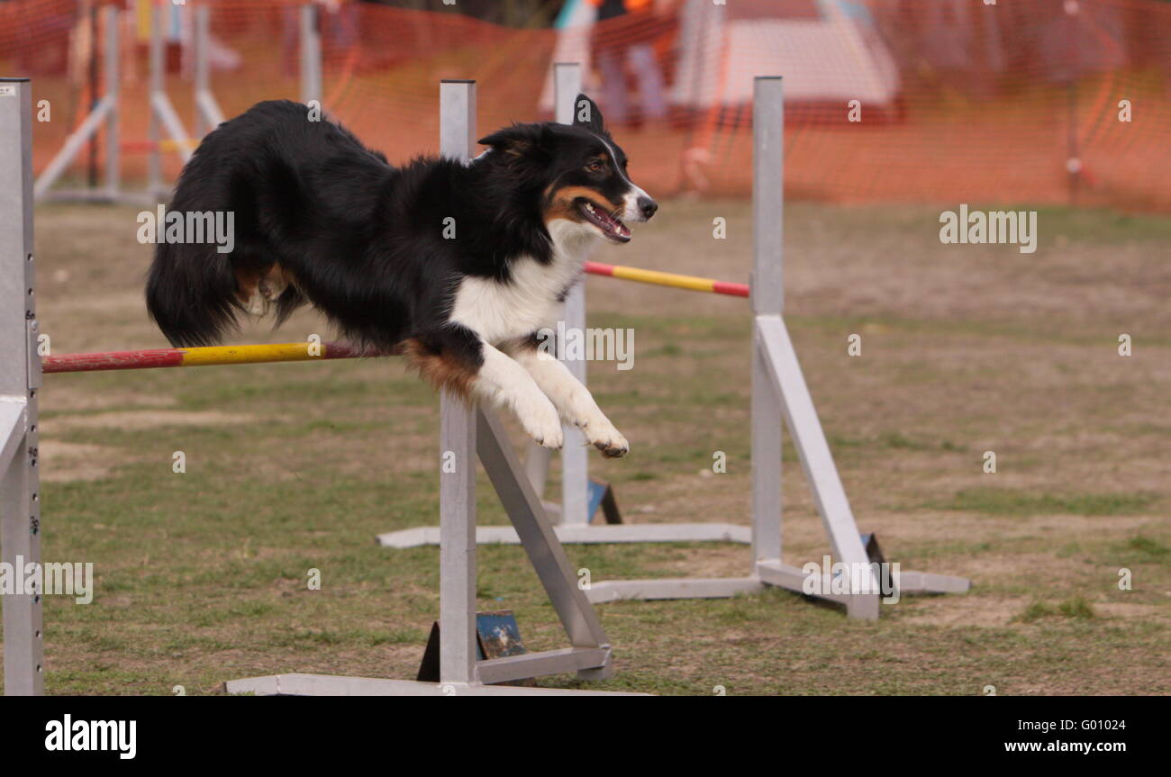 Dogs in Agility Stock Photo - Alamy