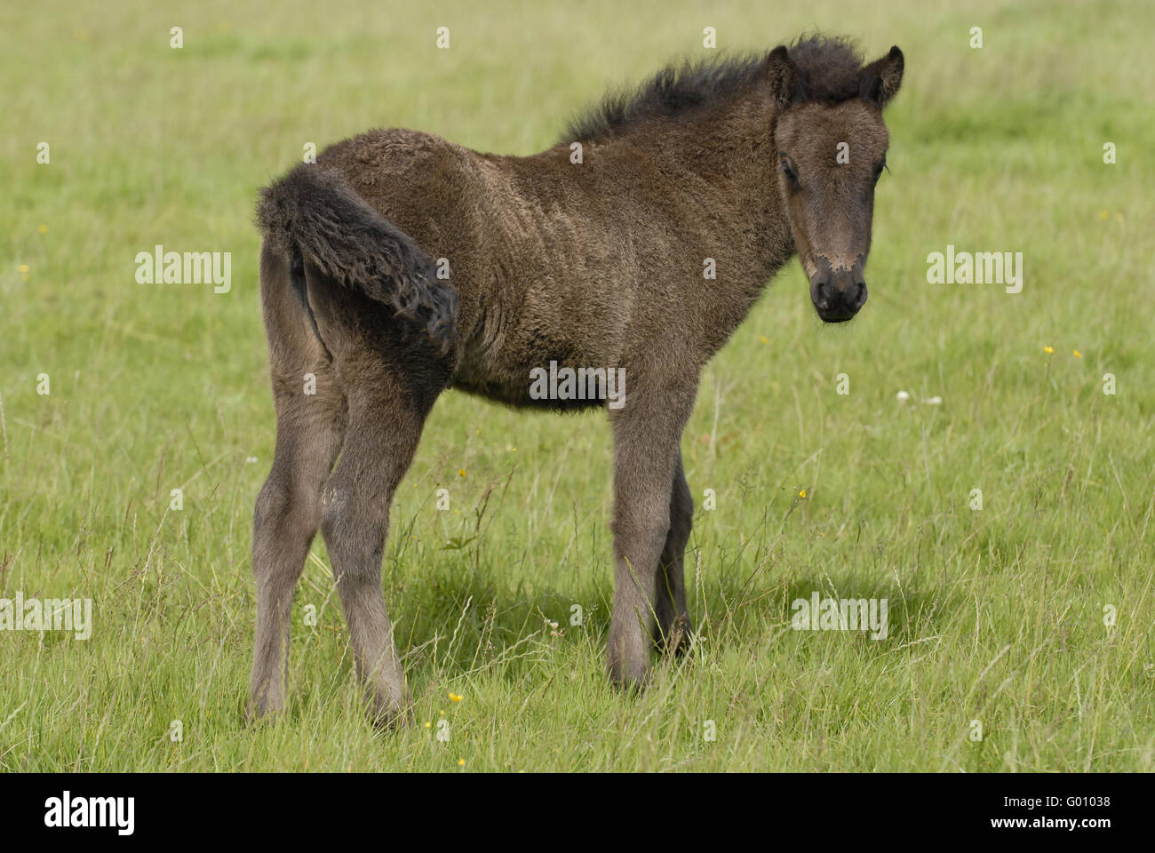 Iceland Pony Foal Stock Photo - Alamy
