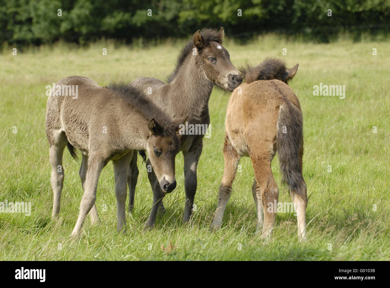 Iceland Pony Foal Stock Photo - Alamy