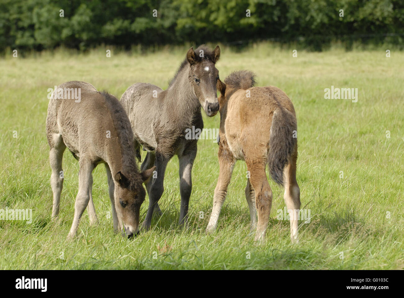 Iceland Pony Foal Stock Photo - Alamy