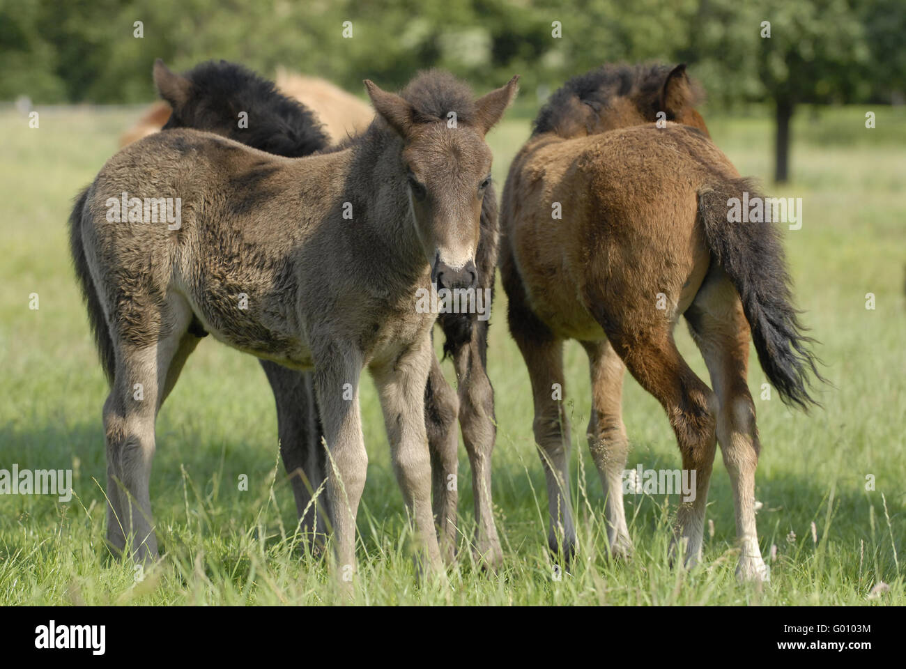 Iceland Pony Foal Stock Photo - Alamy