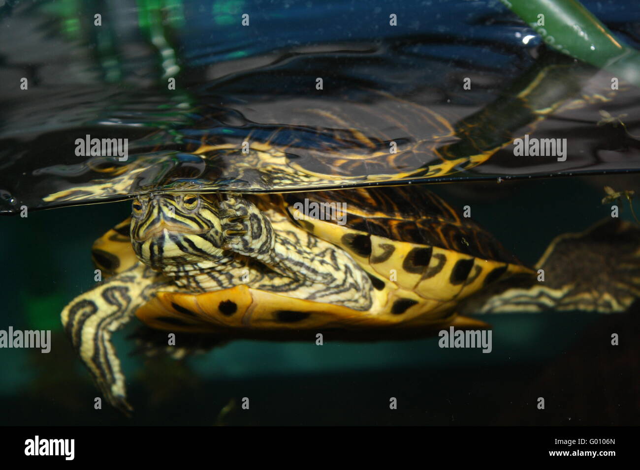 Cumberland slider turtle hi-res stock photography and images - Alamy