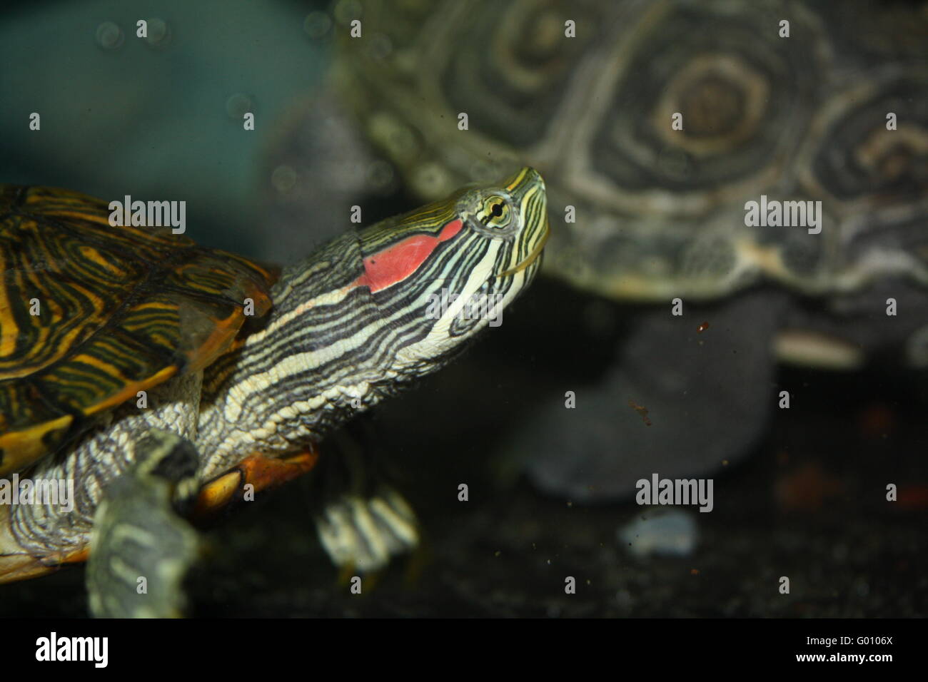 Rio Grande Slider Turtle