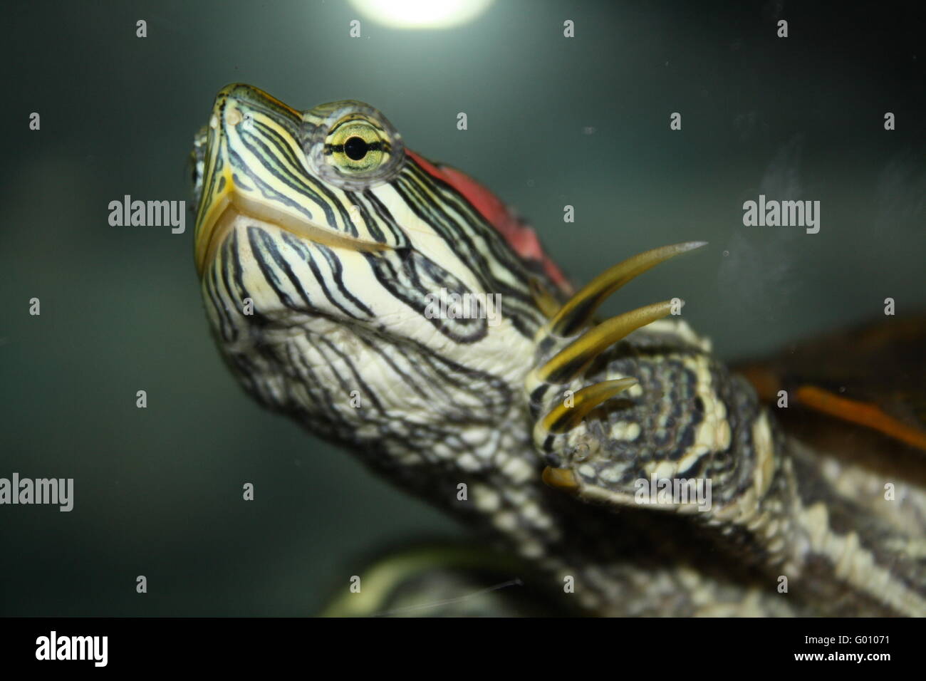 Texas turtles hi-res stock photography and images - Alamy