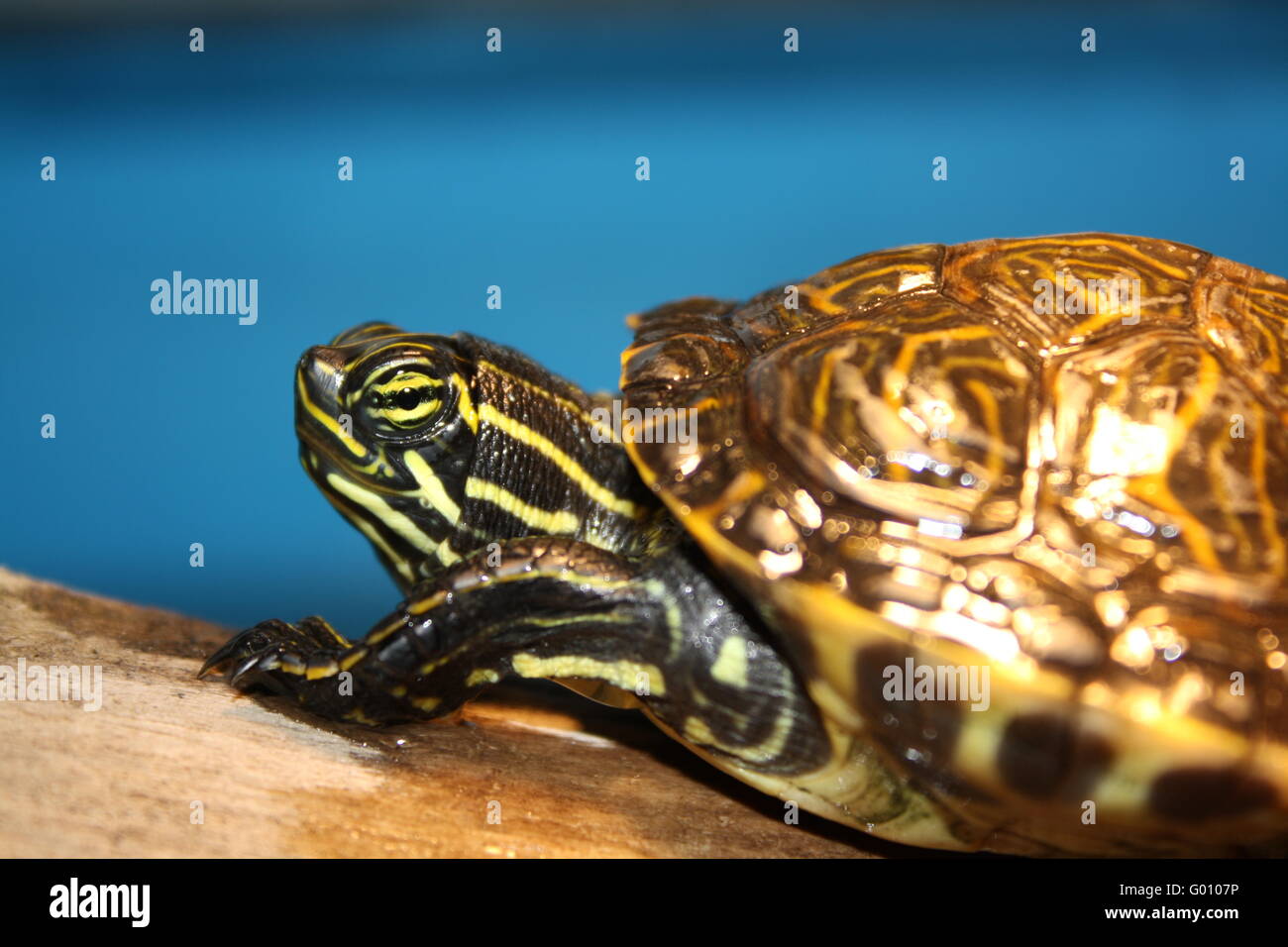 Peninsula cooter turtle hi-res stock photography and images - Alamy