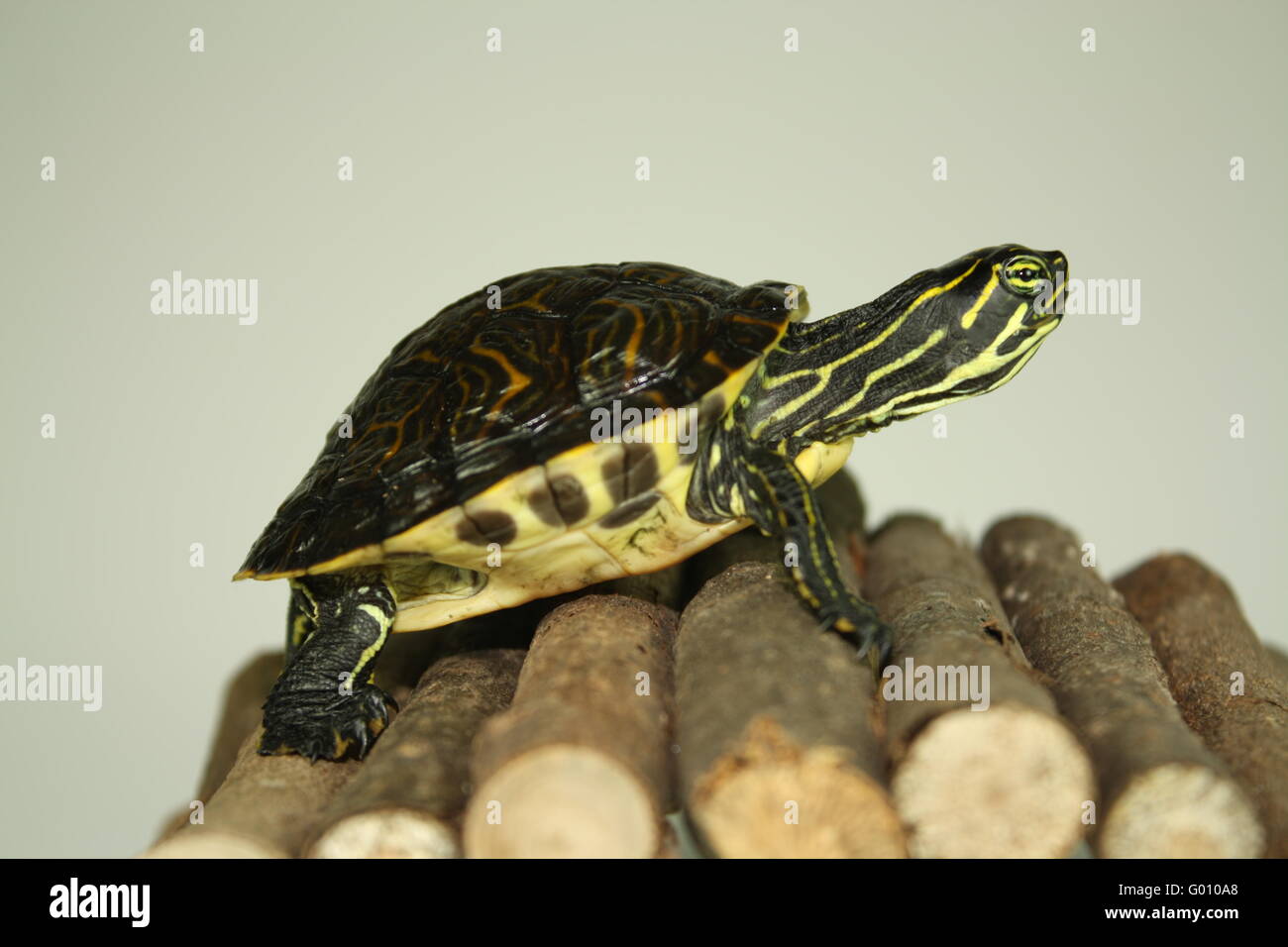 Floridaschmuckschildkroeten hi-res stock photography and images - Alamy