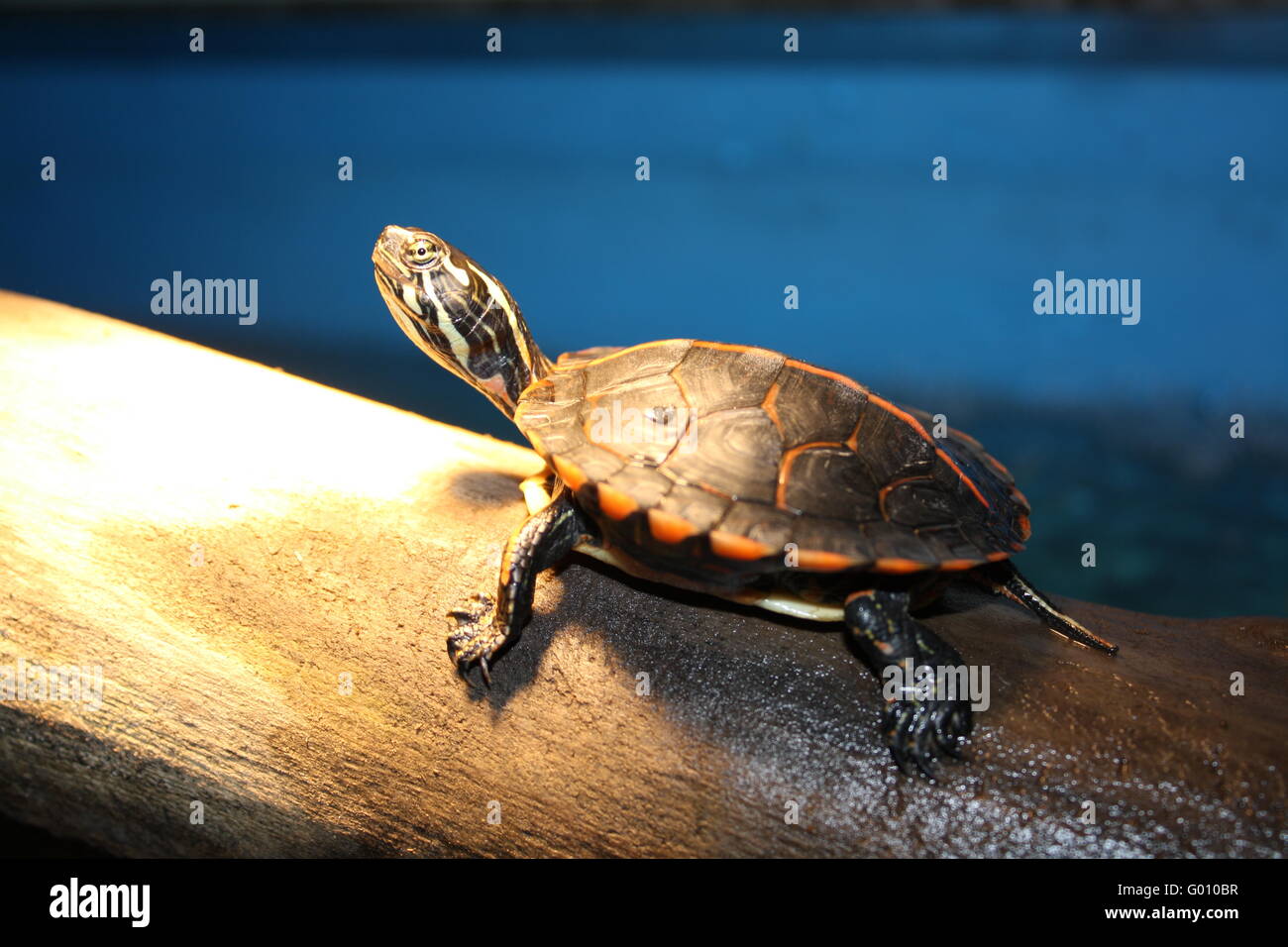 Pet turtle aquarium painted hi-res stock photography and images - Alamy
