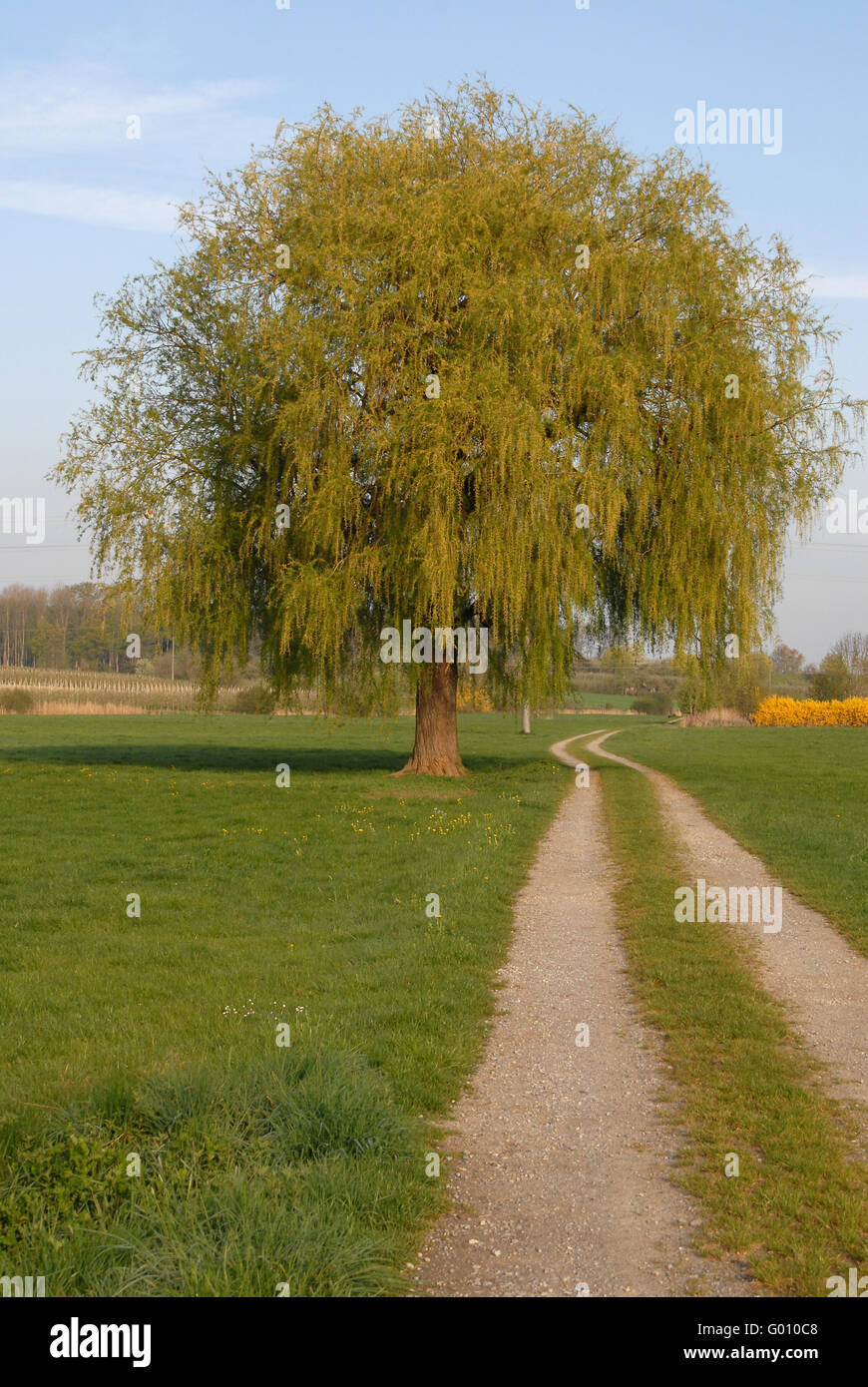 Willow weed hi-res stock photography and images - Alamy