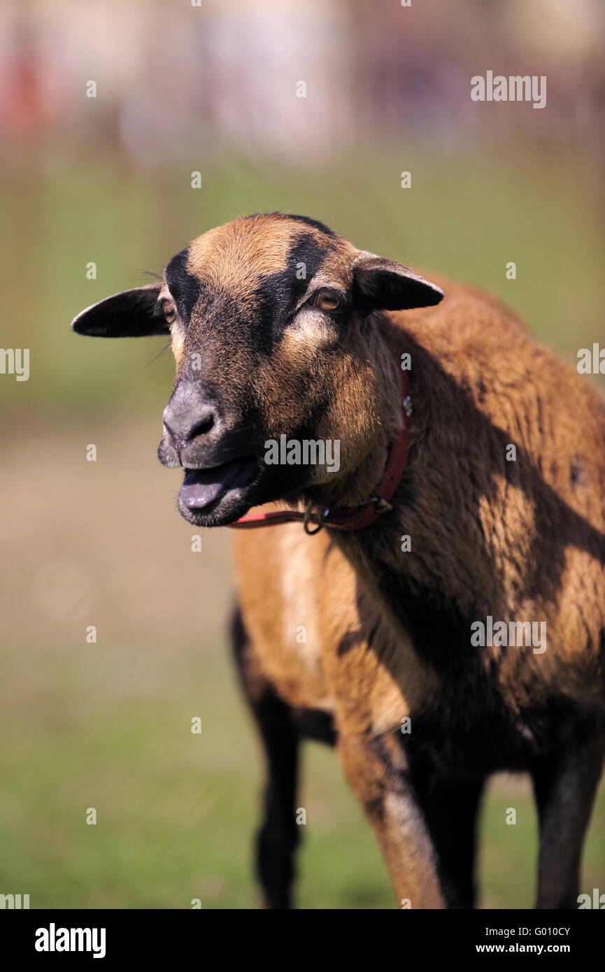 Calm sheep hi-res stock photography and images - Alamy