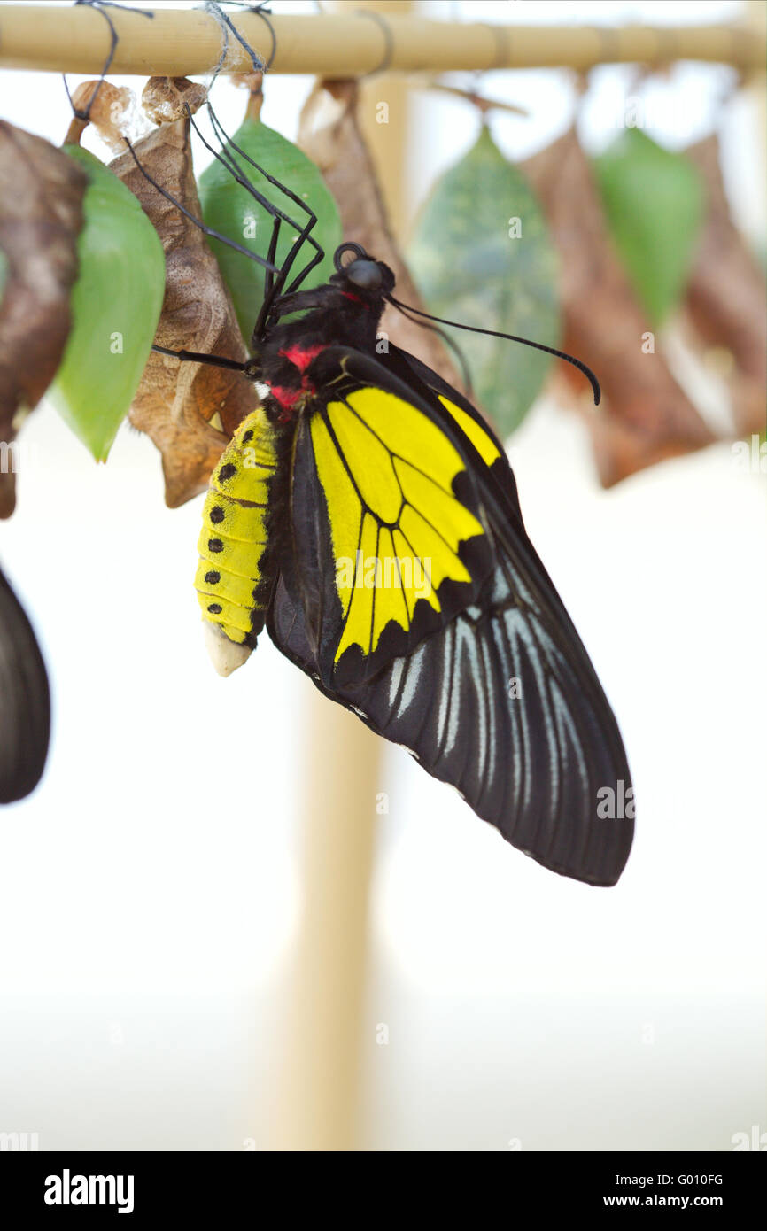 Birth of the butterfly Stock Photo - Alamy