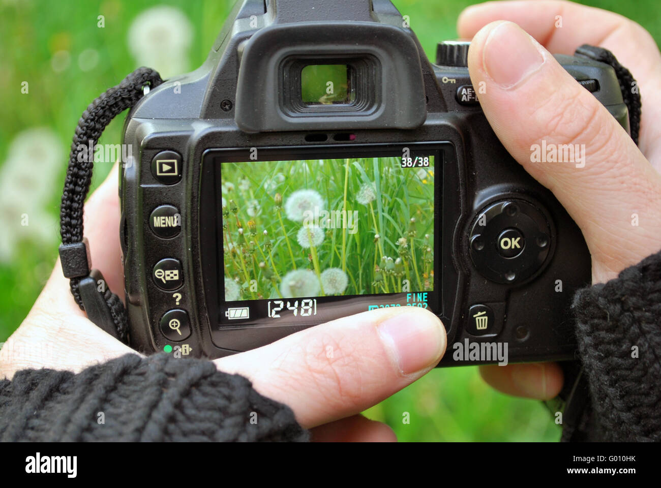 Camera Display With Plants Stock Photo - Alamy