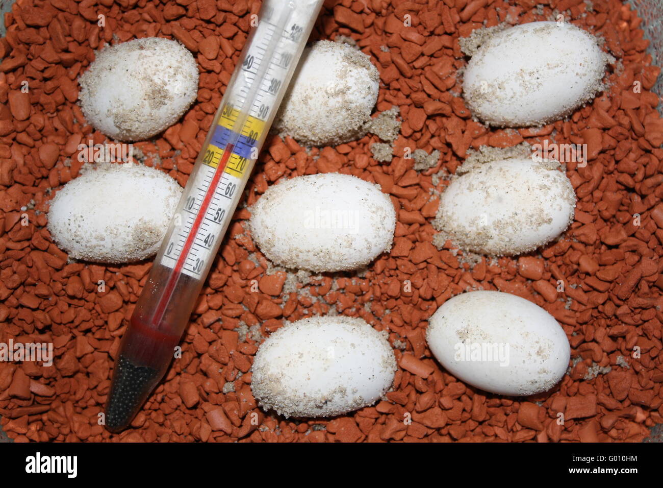 Turtle eggs in the incubator Stock Photo - Alamy