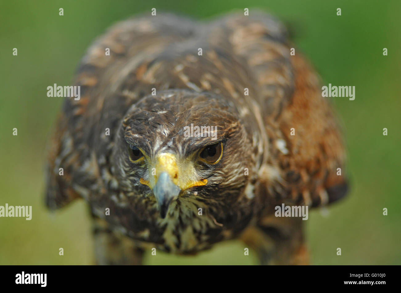 Captive bird cage hi-res stock photography and images - Alamy