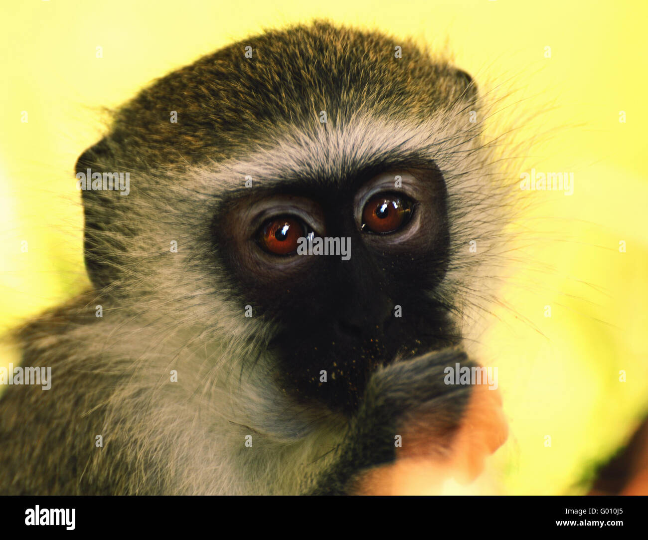 St lucia sudáfrica hi-res stock photography and images - Alamy