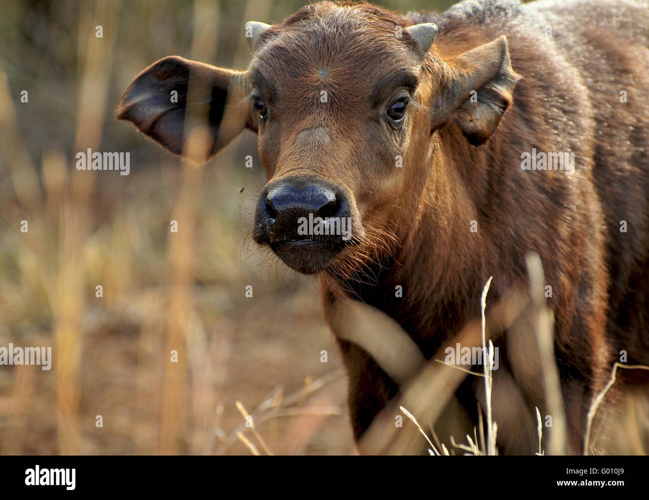 Buffalo calves calves hi-res stock photography and images - Alamy