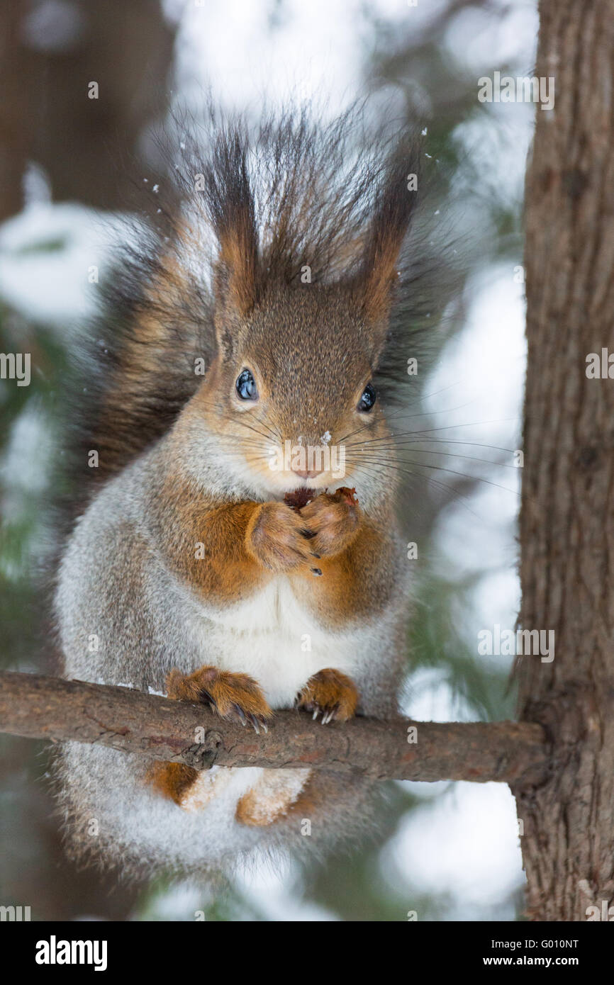 the photograph shows a squirrel on a tree Stock Photo - Alamy