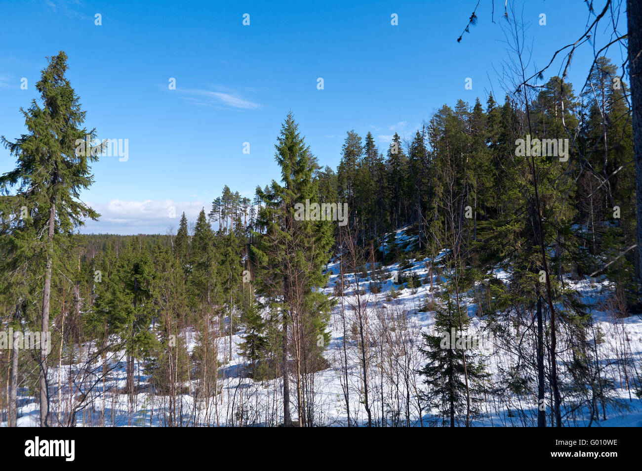 Snowy Russian landscape in the spring forest Stock Photo - Alamy