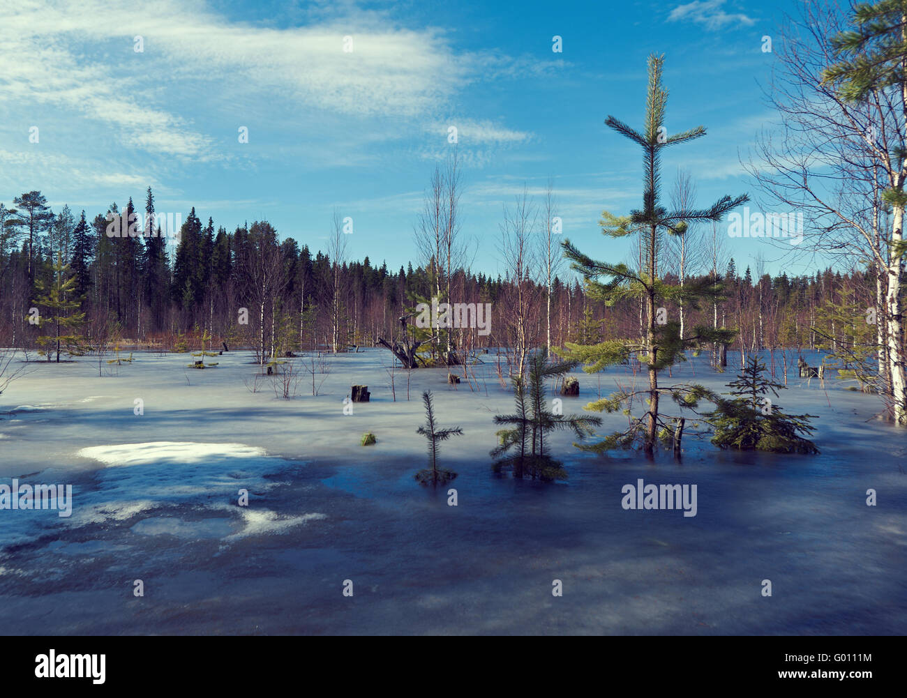 Snowy Russian landscape.melting snow in forest in early spring Stock ...