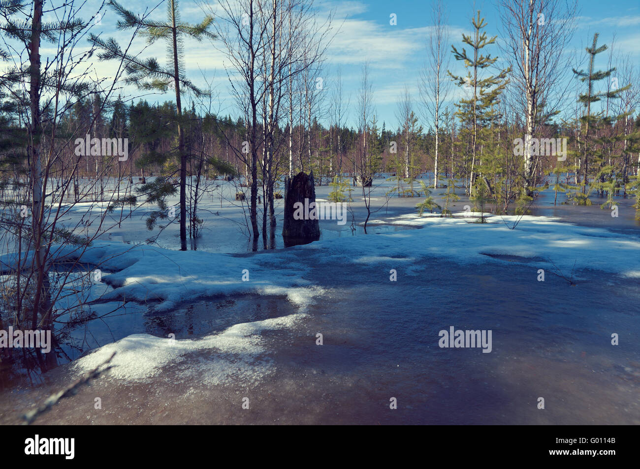 Snowy Russian landscape.melting snow in forest in early spring Stock ...