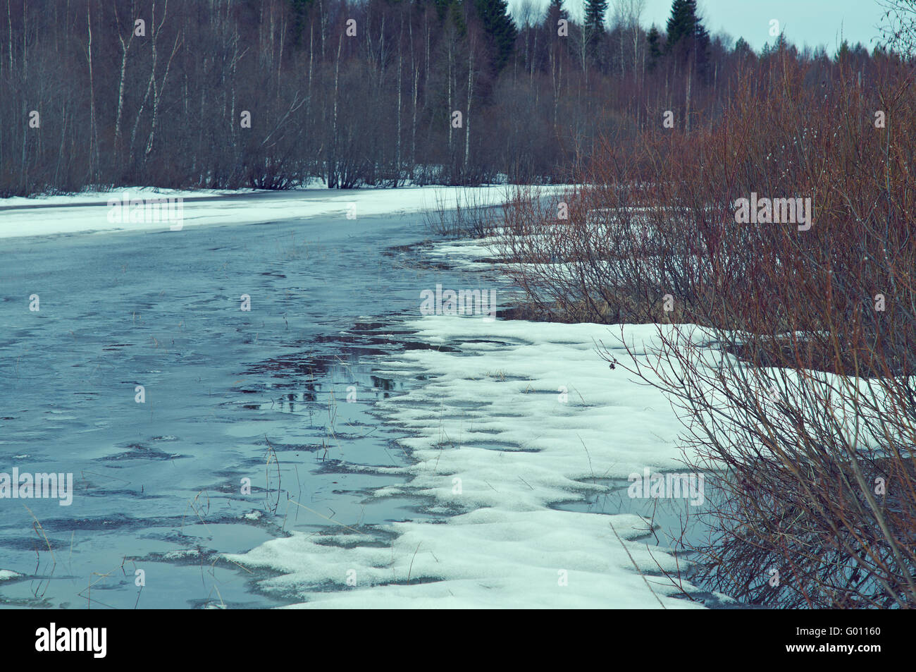 Snowy Russian landscape.melting snow in forest in early spring Stock ...