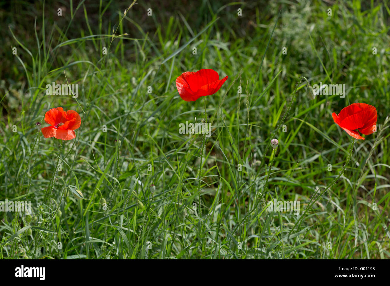 Poppies france italy hi-res stock photography and images - Alamy