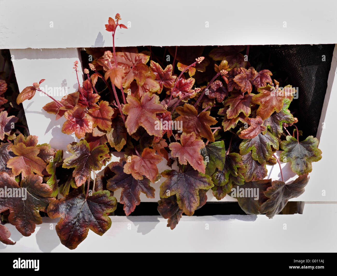 Begonias perennial flowering plant leaves in early spring Stock Photo ...