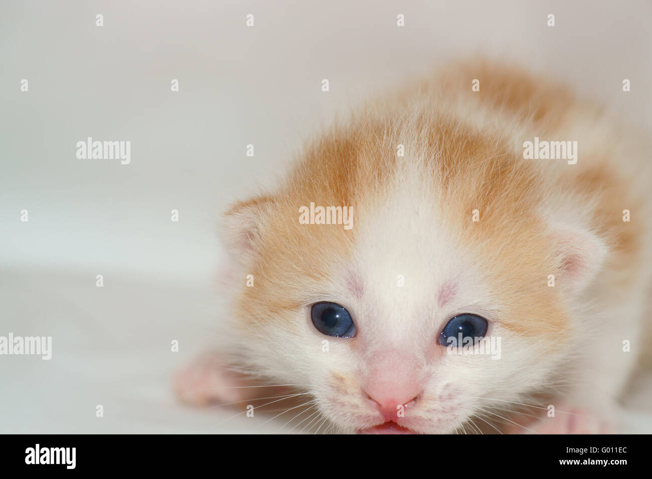 Young Cat 3 Weeks old Stock Photo - Alamy
