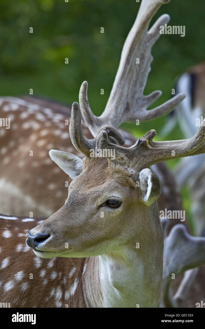 Reh hirsch gras hi-res stock photography and images - Alamy