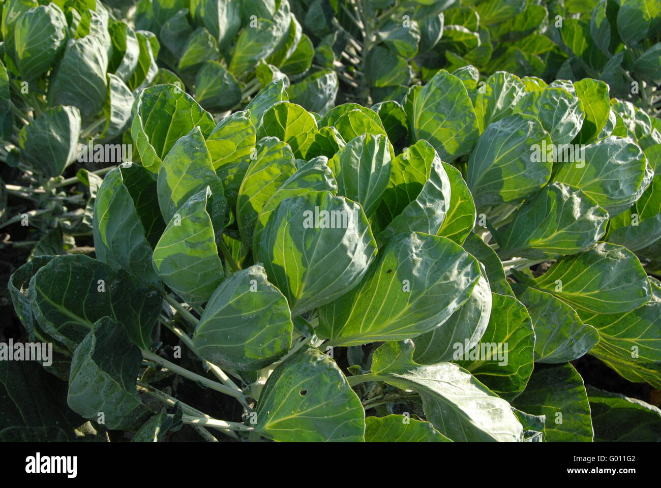 Brussels sprouts field Stock Photo - Alamy
