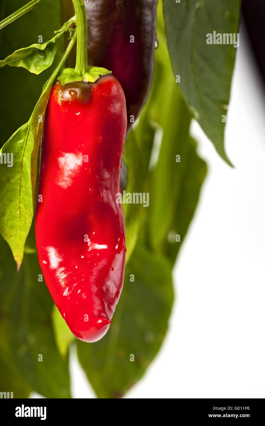 red hot chili peppers on a tree Stock Photo - Alamy