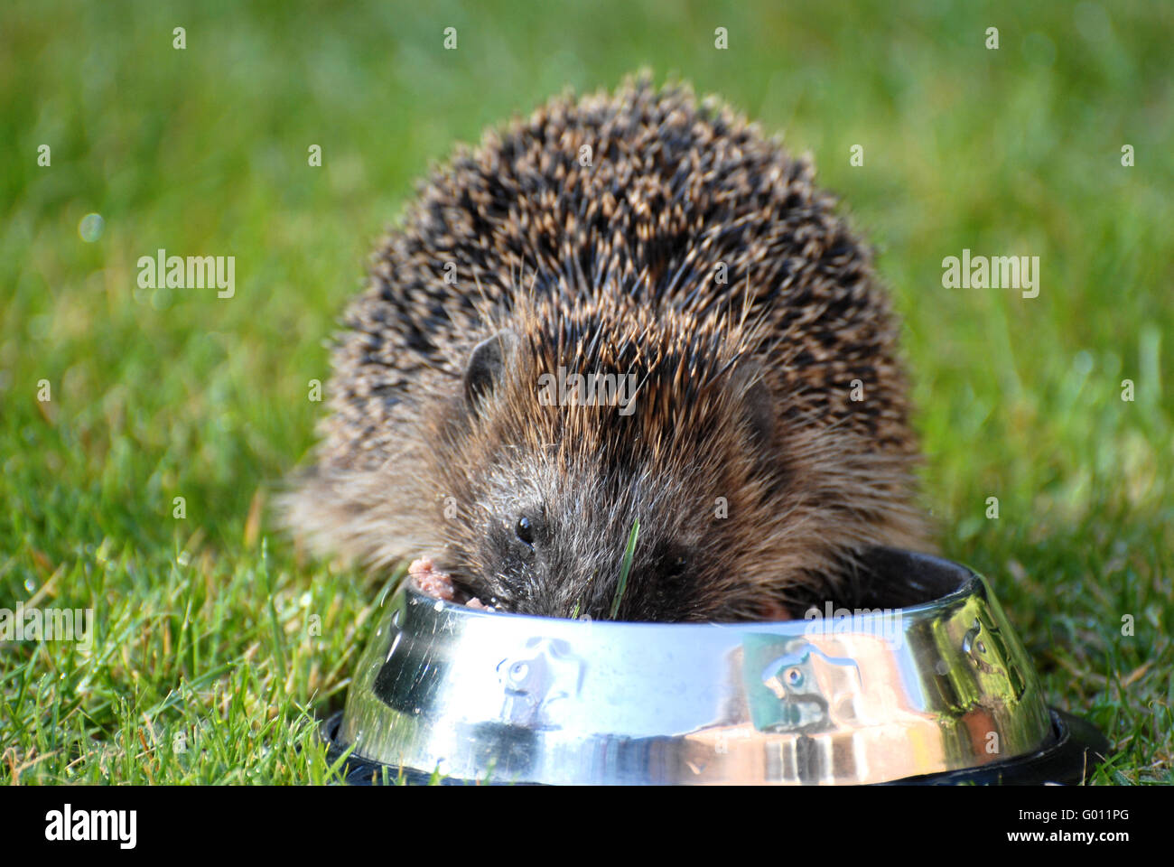 Hedgehog eating from a bowl Stock Photo - Alamy