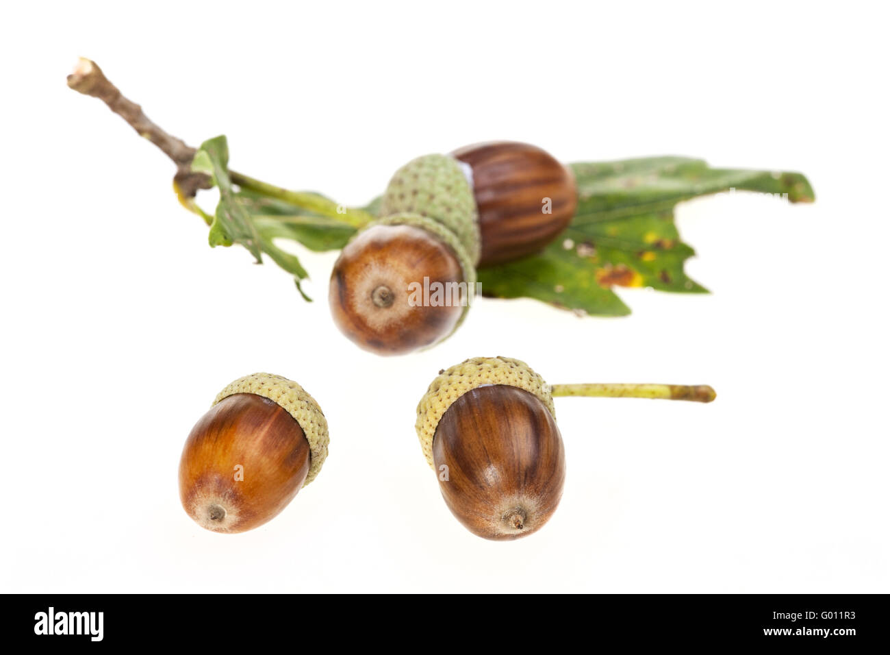 acorn nuts isolated on a clear white background Stock Photo - Alamy